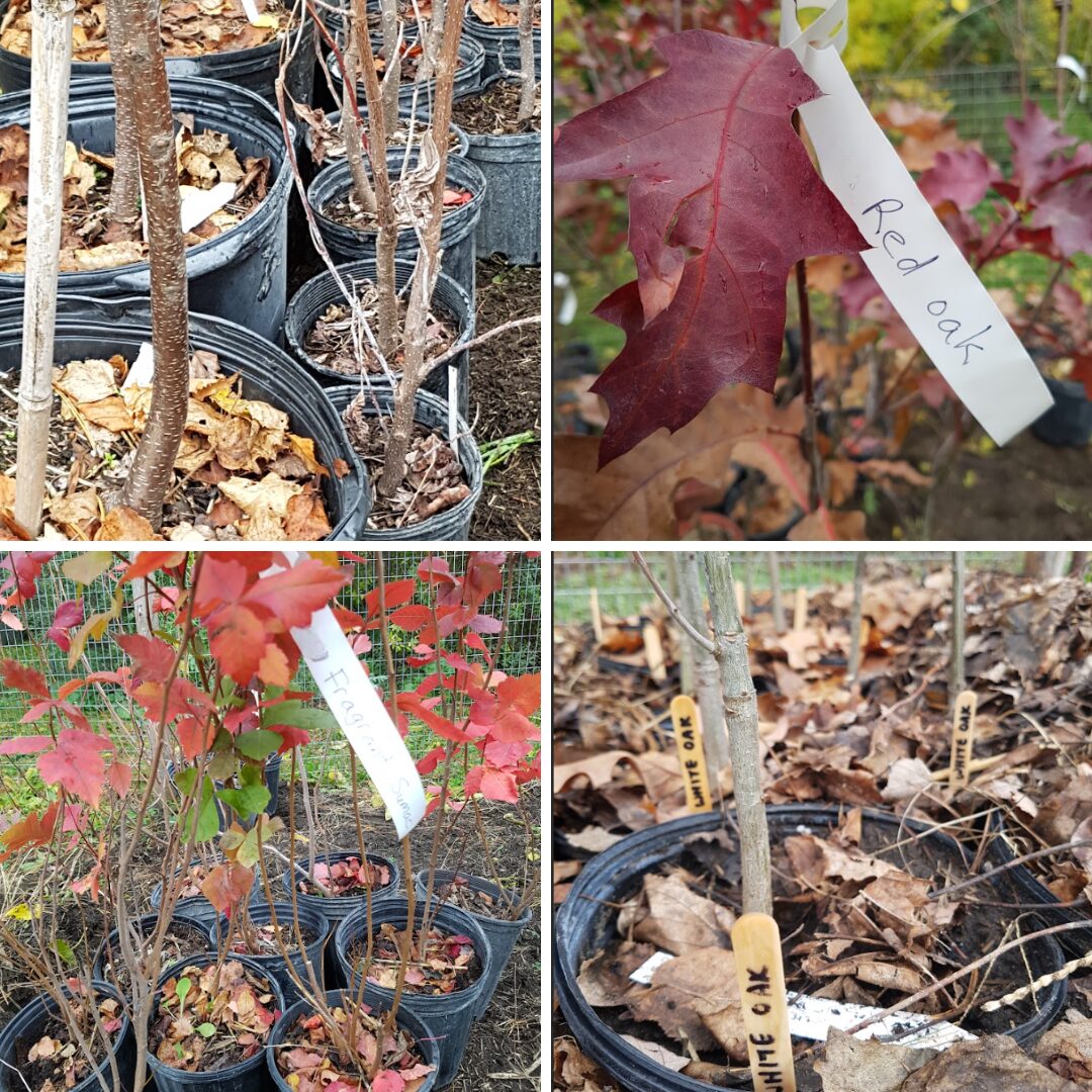 Fall Sale! Native Trees, Shrubs and Pollinator Plants - Living Green Barrie